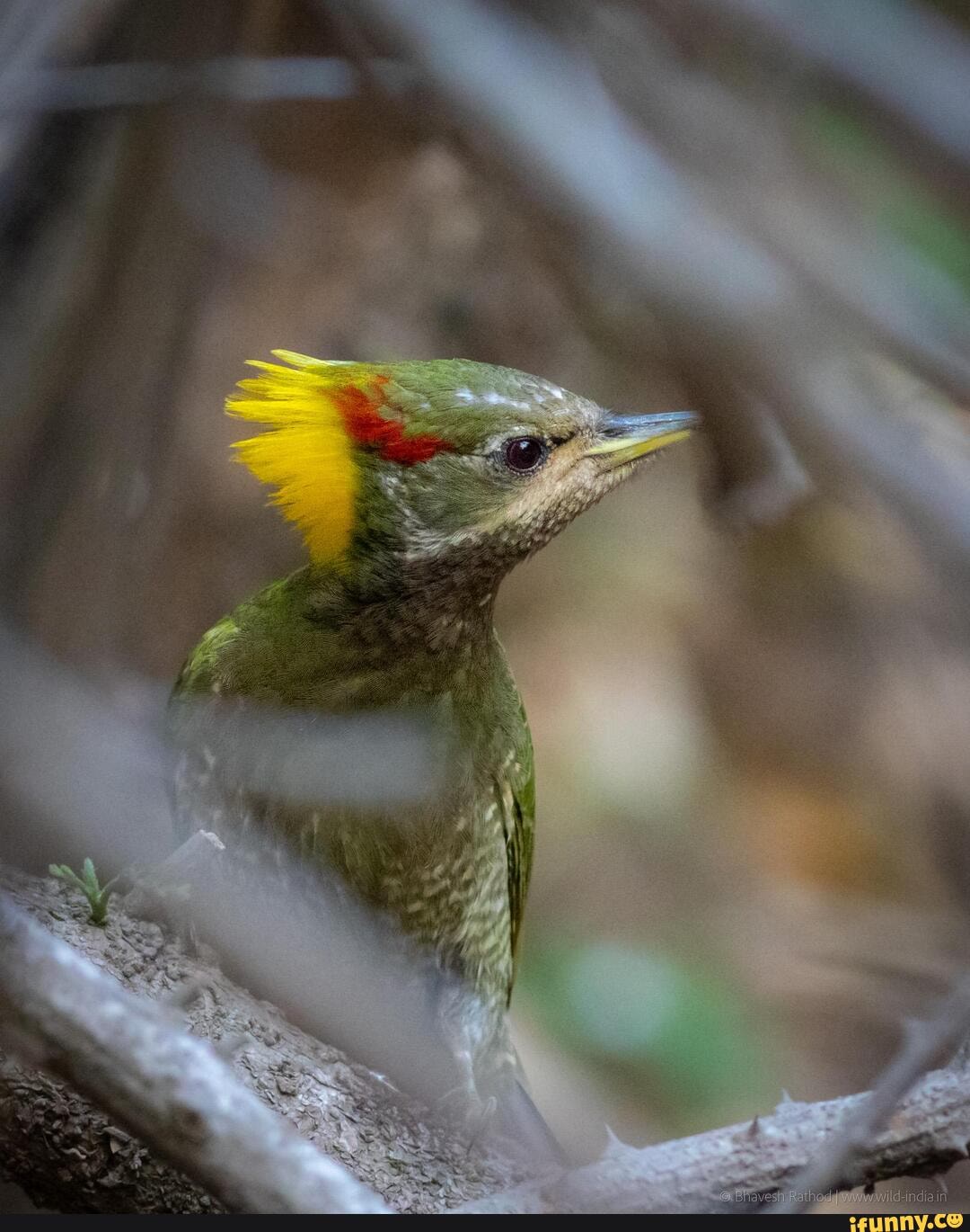 Picus memes. Best Collection of funny Picus pictures on iFunny