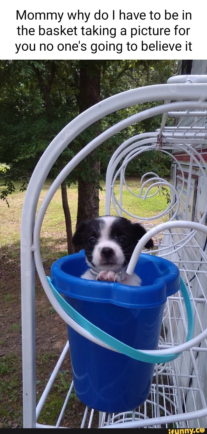 Basket memes. Best Collection of funny Basket pictures on iFunny