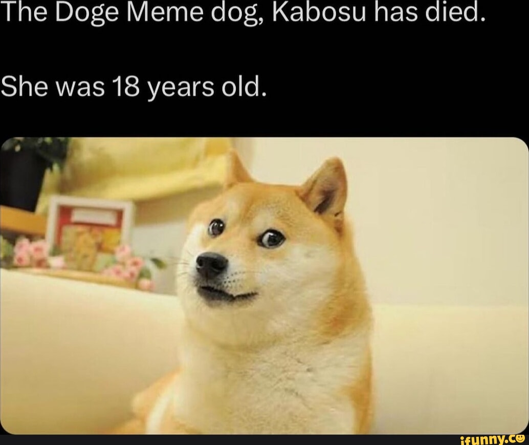 The Doge Meme dog, Kabosu has died. She was 18 years old. - iFunny