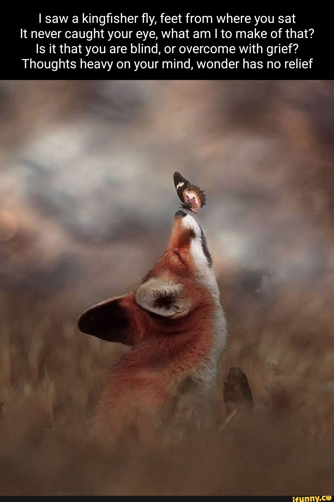 Kingfisher memes. Best Collection of funny Kingfisher pictures on iFunny