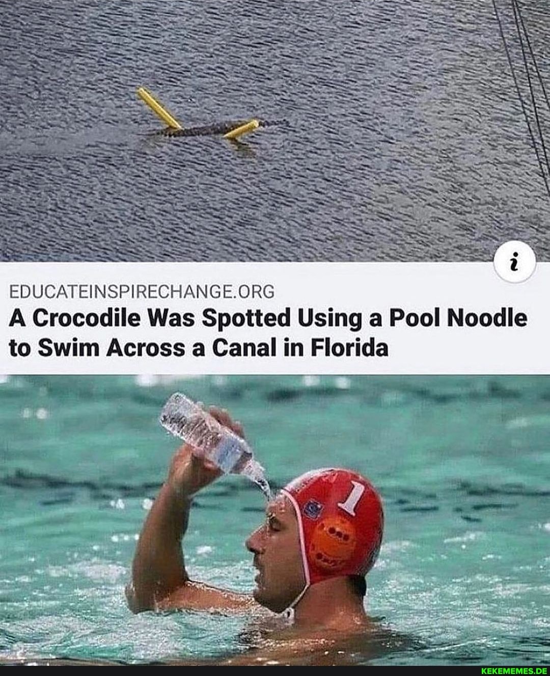 A Crocodile Was Spotted Using a Pool Noodle to Swim Across a Canal in ...