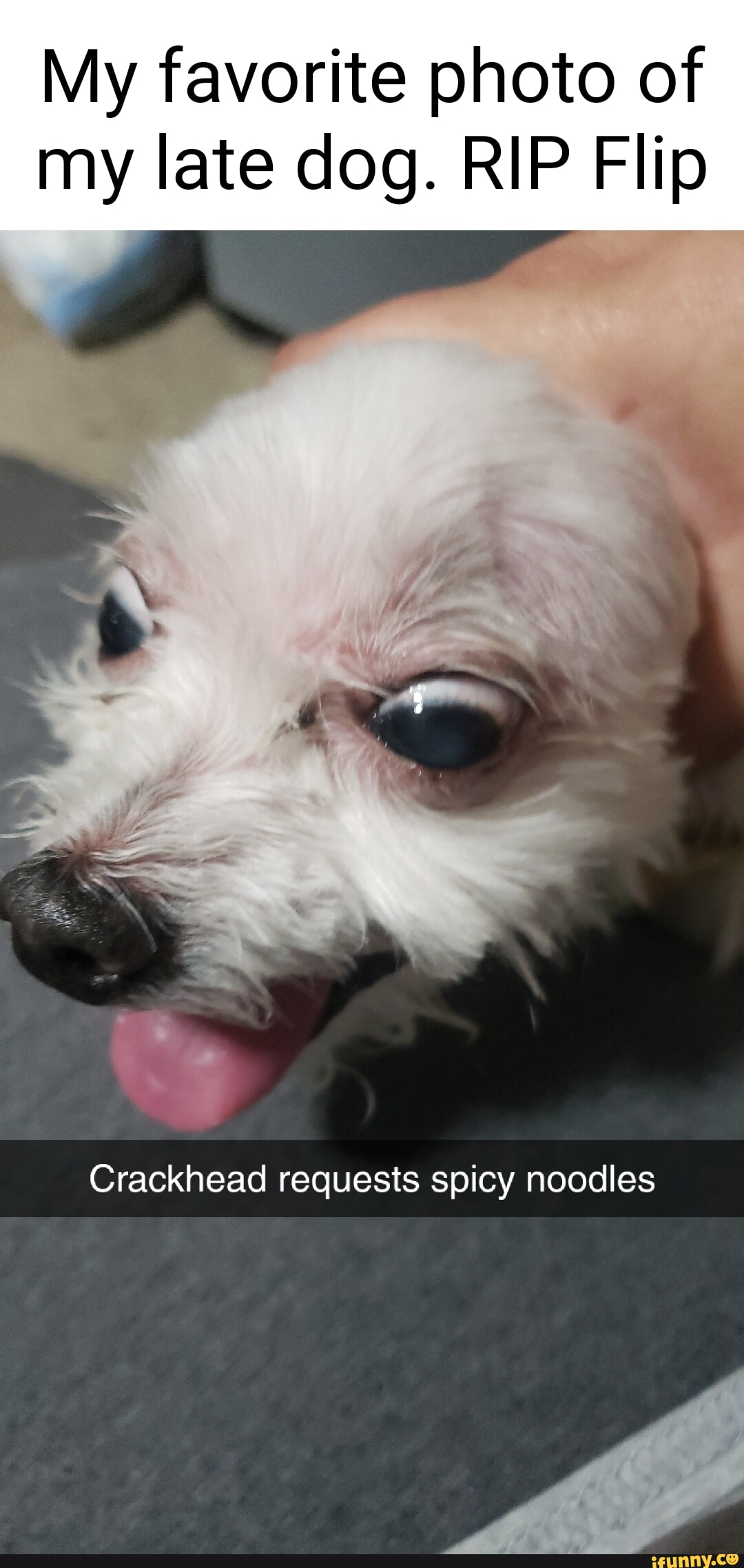My favorite photo of my late dog. RIP Flip Crackhead requests spicy ...