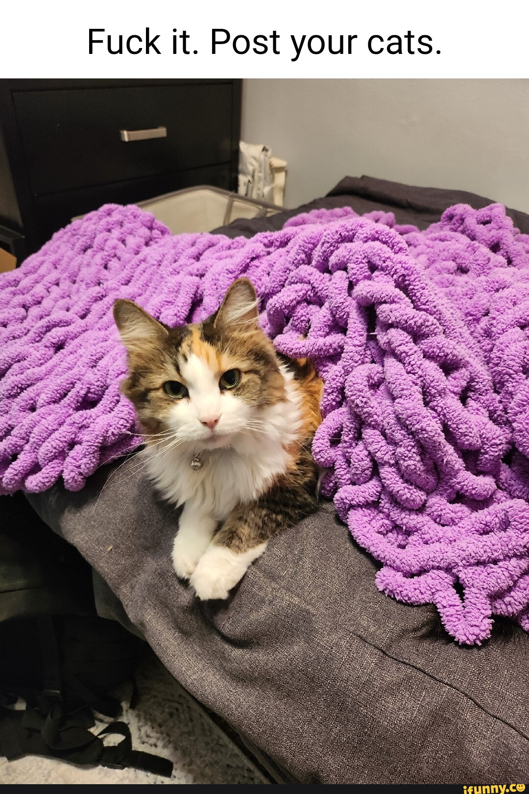 Fuck it. Post your cats. - iFunny