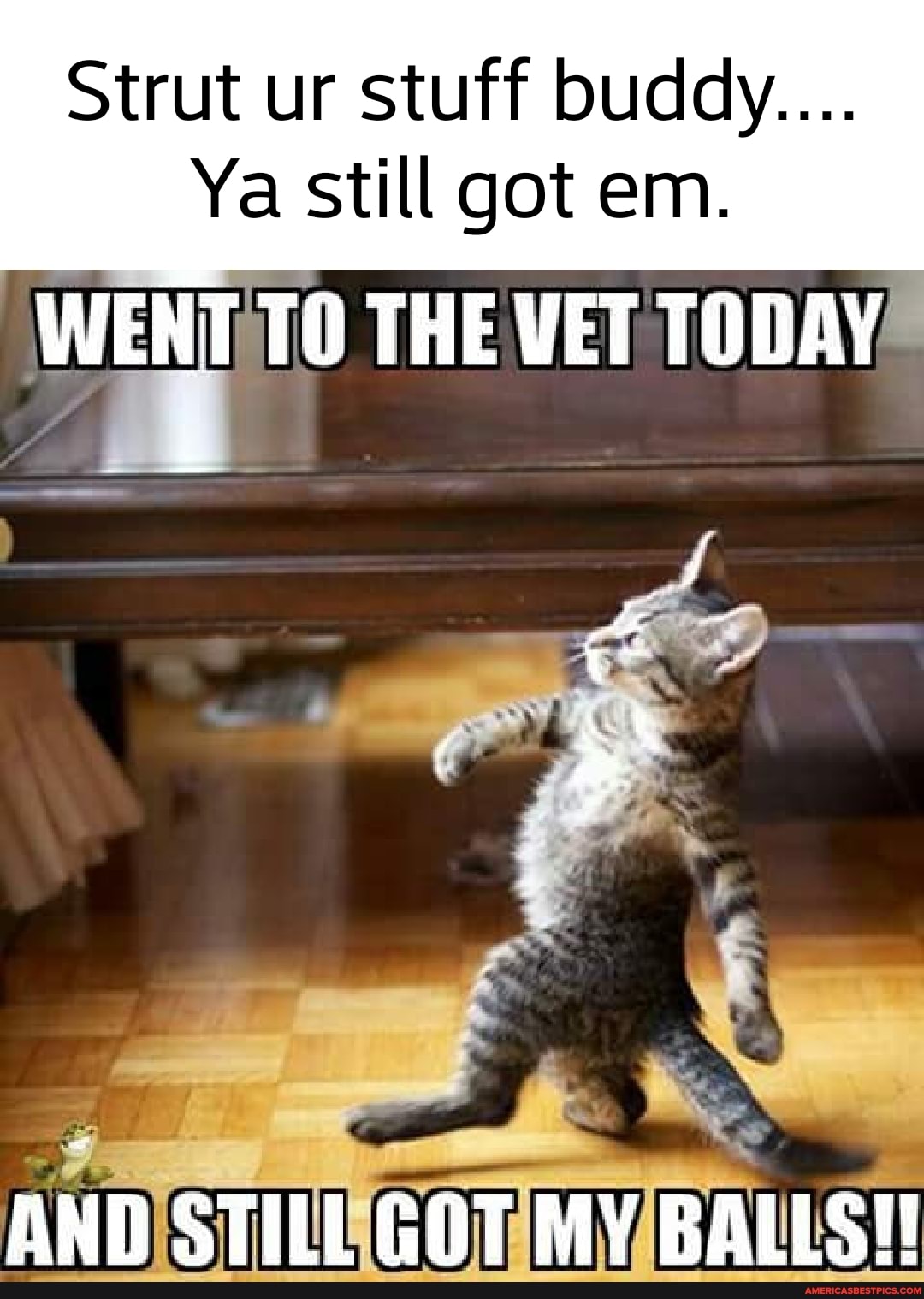 Strut ur stuff buddy... Ya still got em. WENT TO THE WET TODAY AND ...