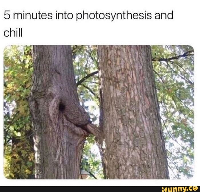 Photosynthesis Joke