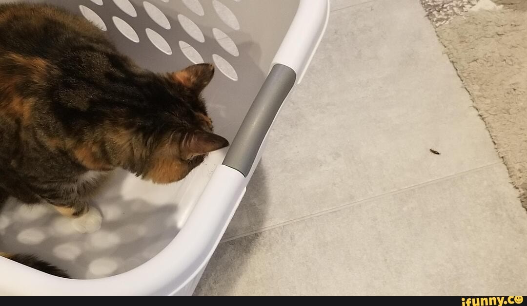 Earwig memes. Best Collection of funny Earwig pictures on iFunny