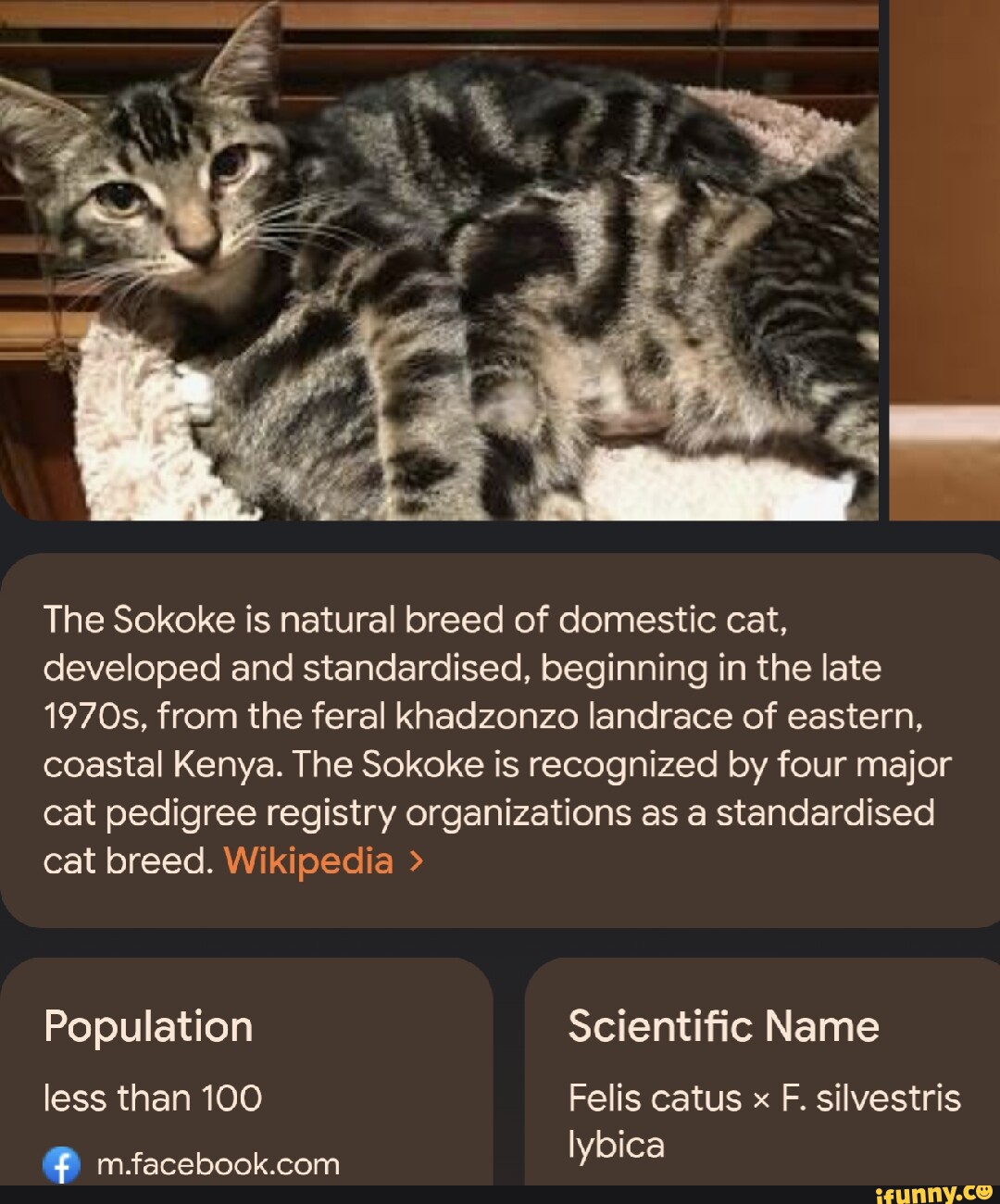 The Sokoke is natural breed of domestic cat, developed and standardised ...