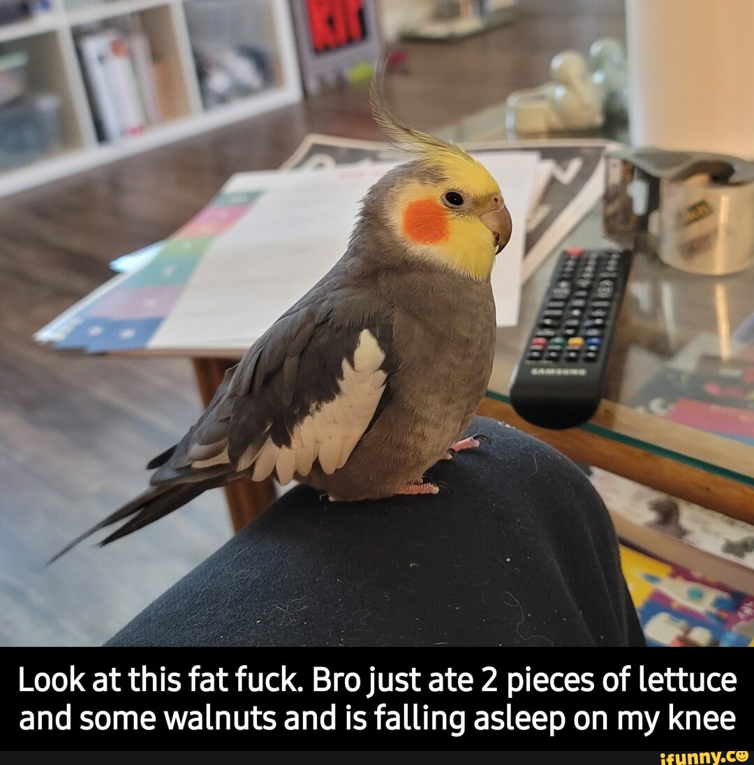 Walnuts memes. Best Collection of funny Walnuts pictures on iFunny