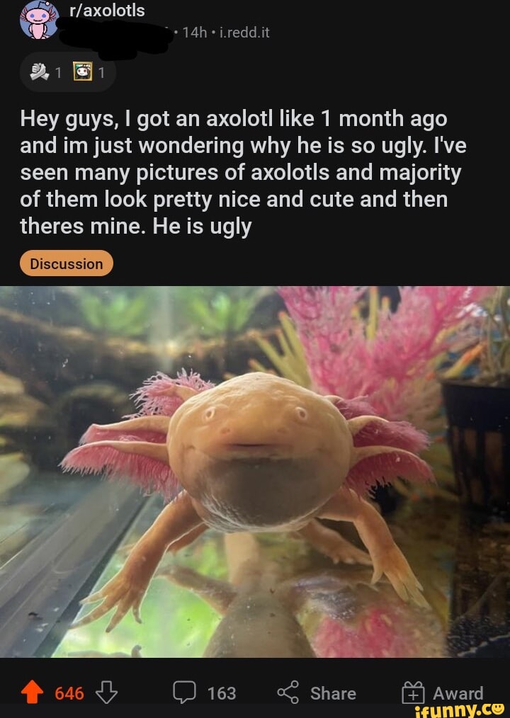 Axolotls memes. Best Collection of funny Axolotls pictures on iFunny