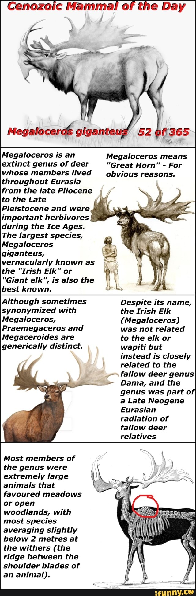 Megaloceros memes. Best Collection of funny Megaloceros pictures on iFunny
