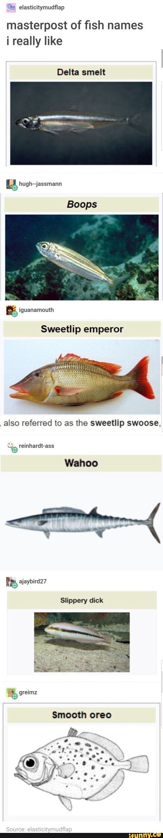 Masterpost of fish names i really like Delta smelt hugh--jassmann Boops ...