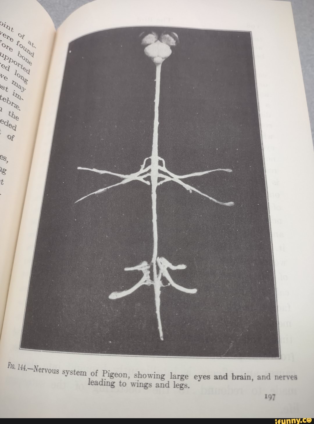 Pro, 144, Fig, -Nervous system of Pi leading to wings and legs. of ...