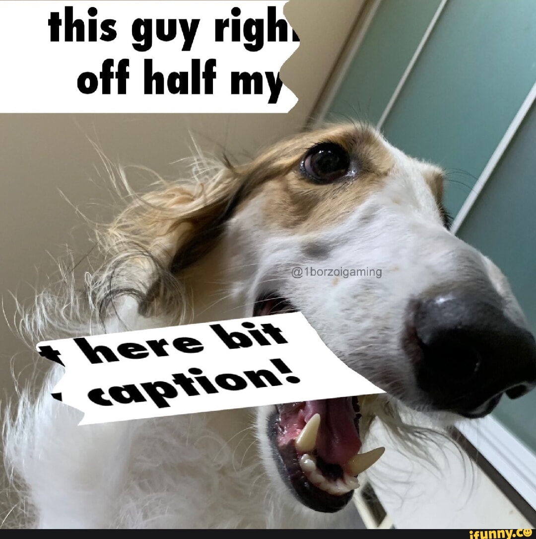 Borzoi memes. Best Collection of funny Borzoi pictures on iFunny