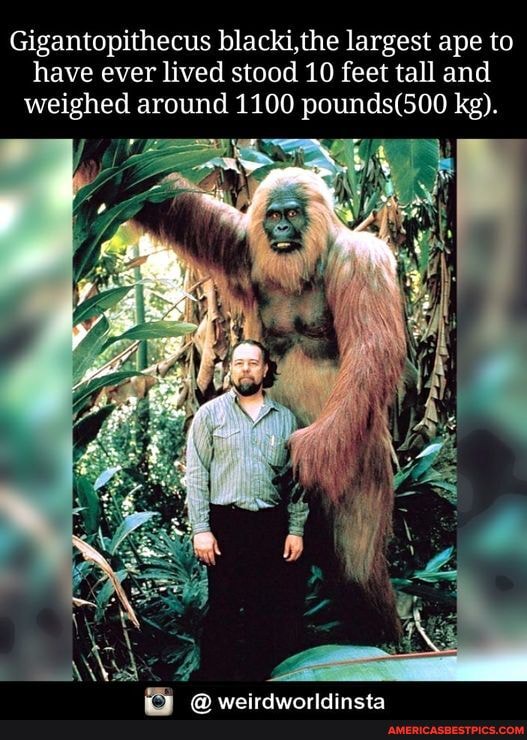 Gigantopithecus blacki,the largest ape to have ever lived stood 10 feet tall and weighed around ...