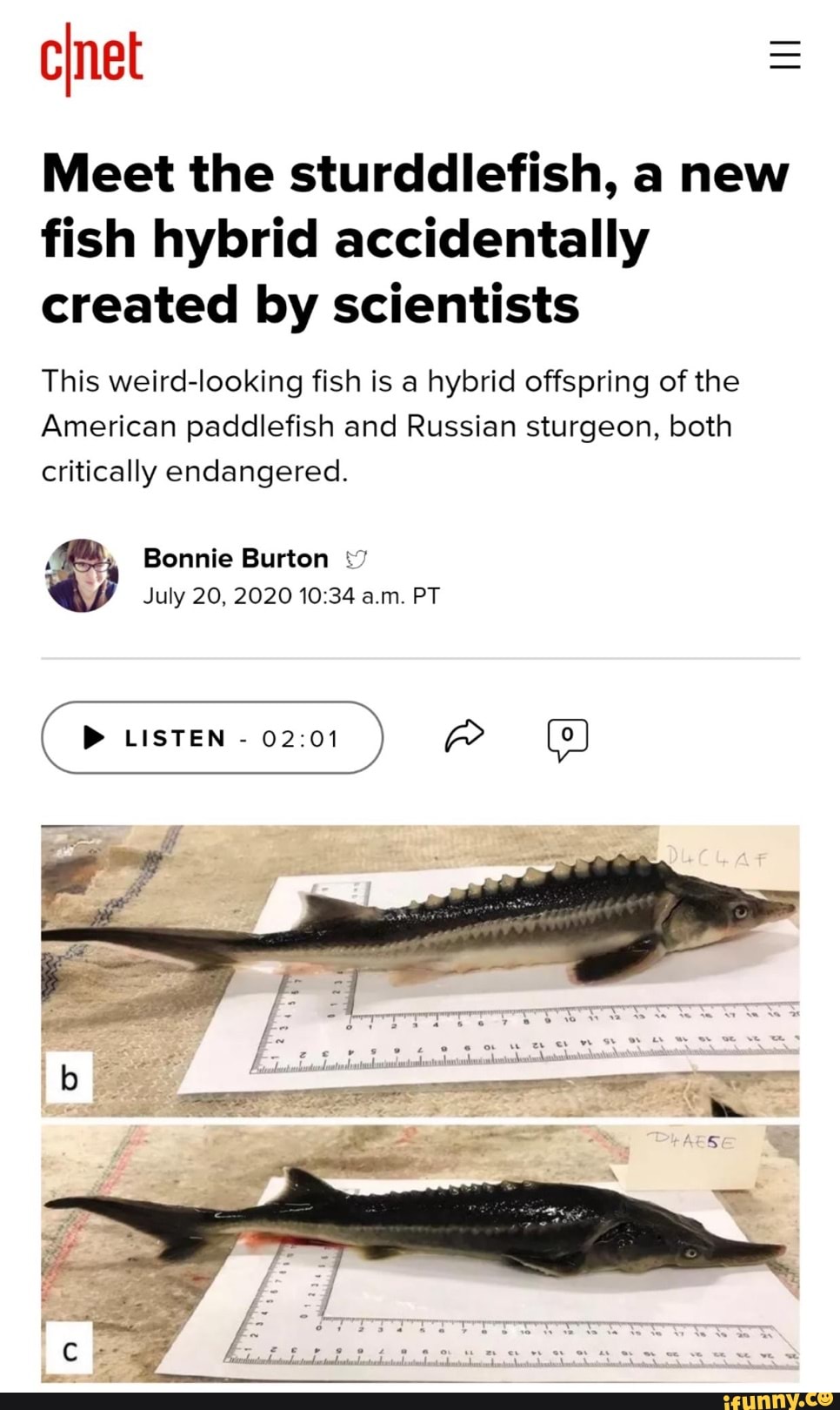 Meet the sturddlefish, a new fish hybrid accidentally created by ...