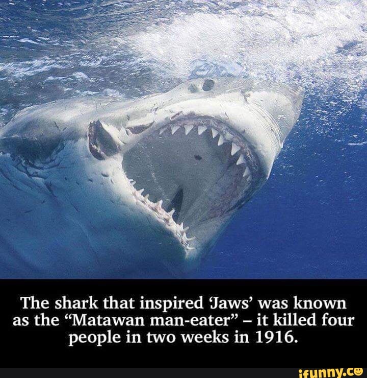 The shark that inspired ‘Jaws’ was known as the “Matawan man-eater ...