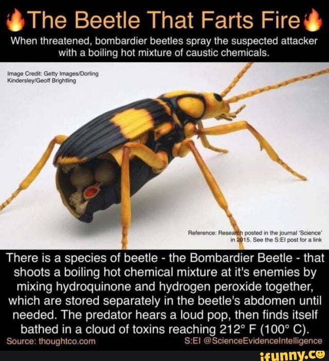 @ The Beetle That Farts Fire When threatened, bombardier beetles spray ...