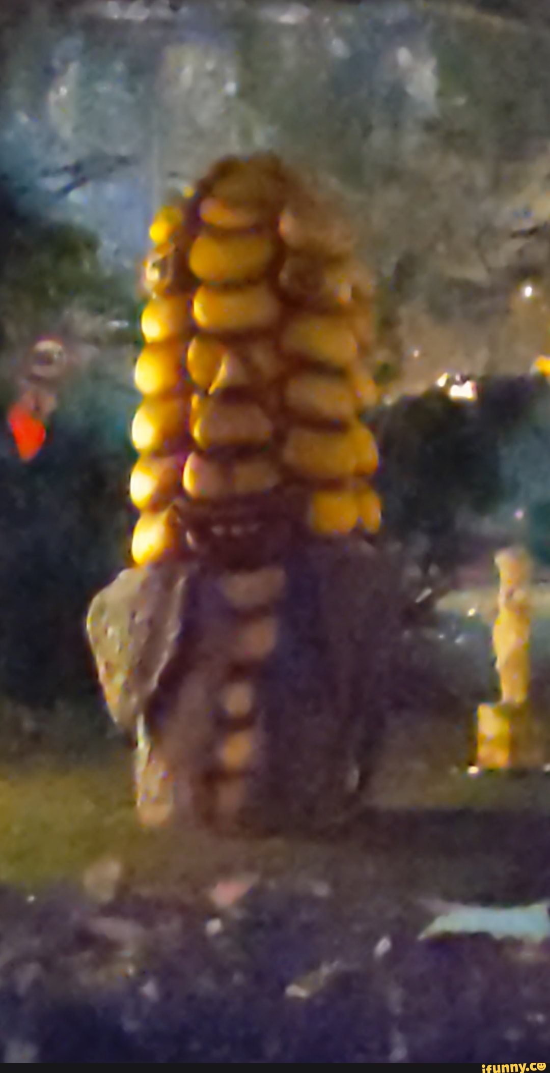 Cursed_corn memes. Best Collection of funny Cursed_corn pictures on iFunny