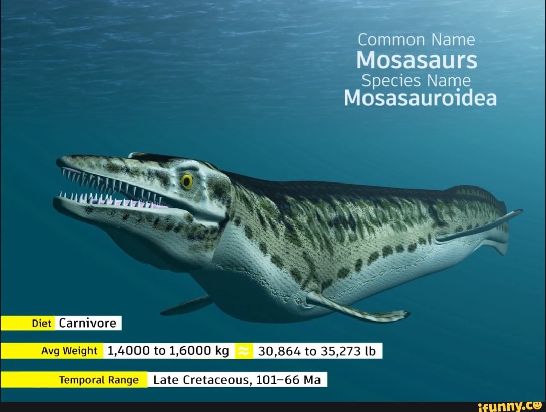 Common Name Mosasaurs Diet Carnivore Avg Weight 14000 to 1,6000 kg ...