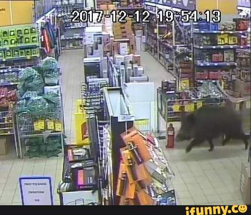 Cursed_hog memes. Best Collection of funny Cursed_hog pictures on iFunny