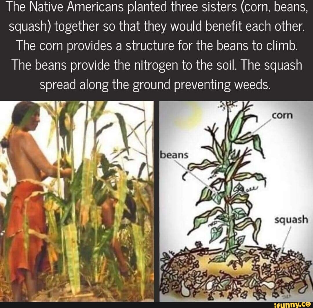 The Native Americans planted three sisters (corn, beans, squash ...