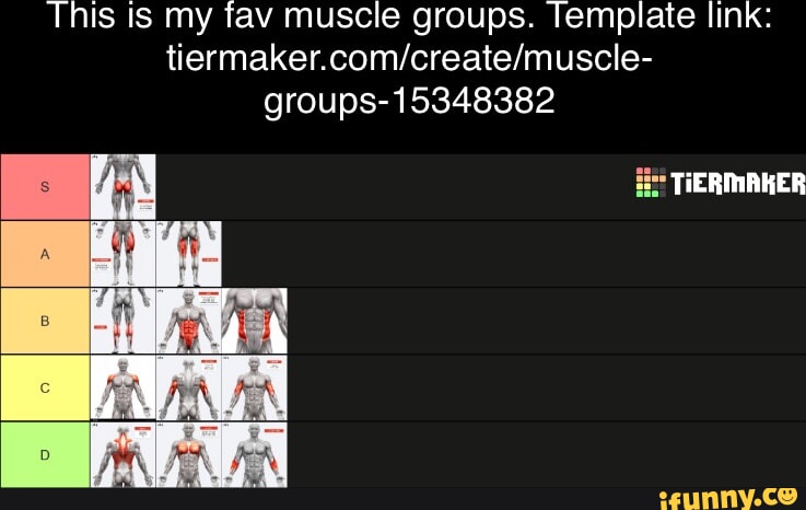 This ts my fay muscle groups. Template link: groups- 15348382 TIERMAKER ...