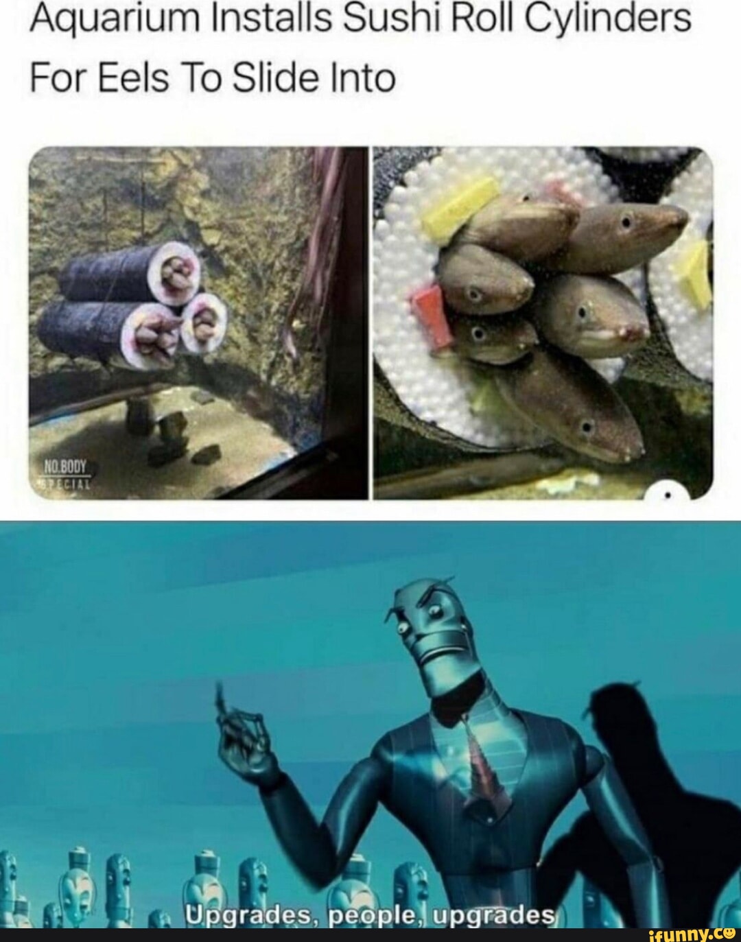 Aquarium Installs Sushi Roll Cylinders For Eels To Slide Into - iFunny