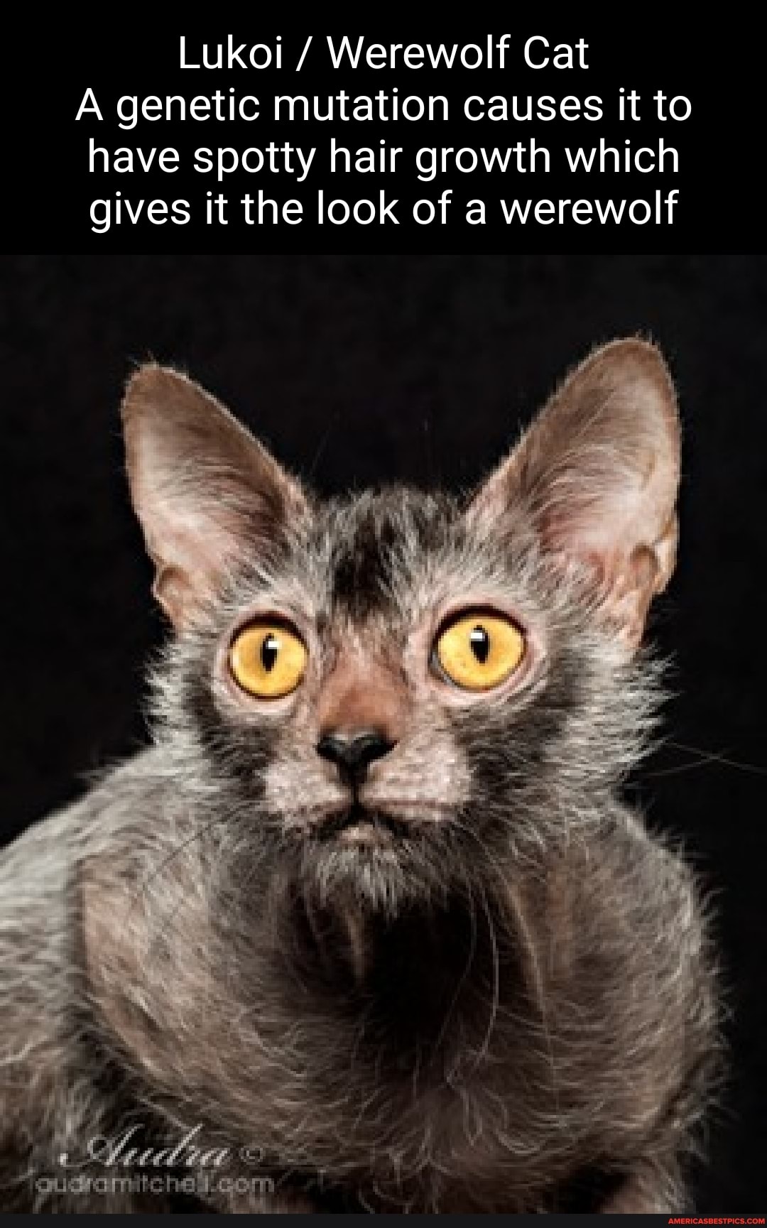 Lukoi / Werewolf Cat A genetic mutation causes it to have spotty hair ...