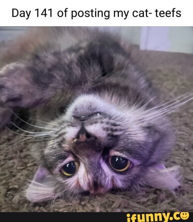 Teefs memes. Best Collection of funny Teefs pictures on iFunny