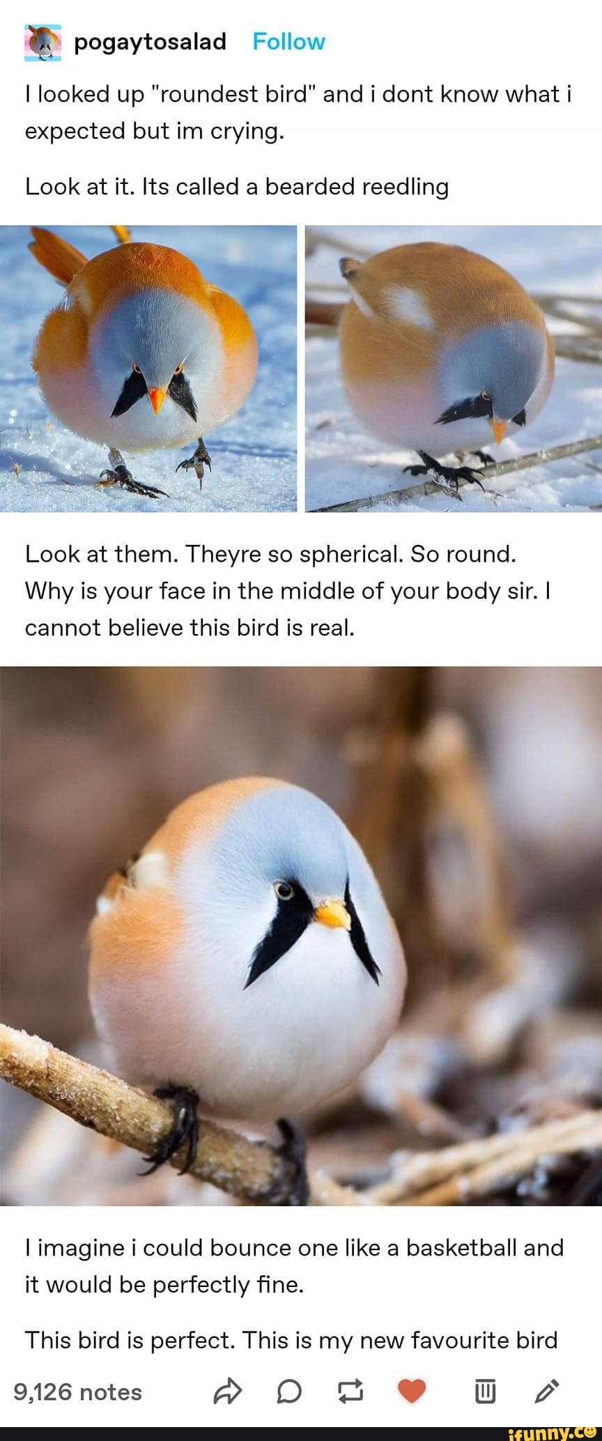 & pogaytosalad Follow I looked up "roundest bird" and i dont know what ...