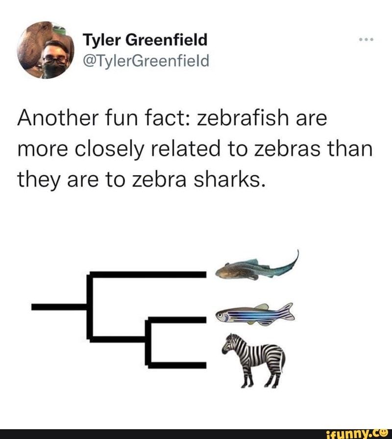 Zebrafish memes. Best Collection of funny Zebrafish pictures on iFunny