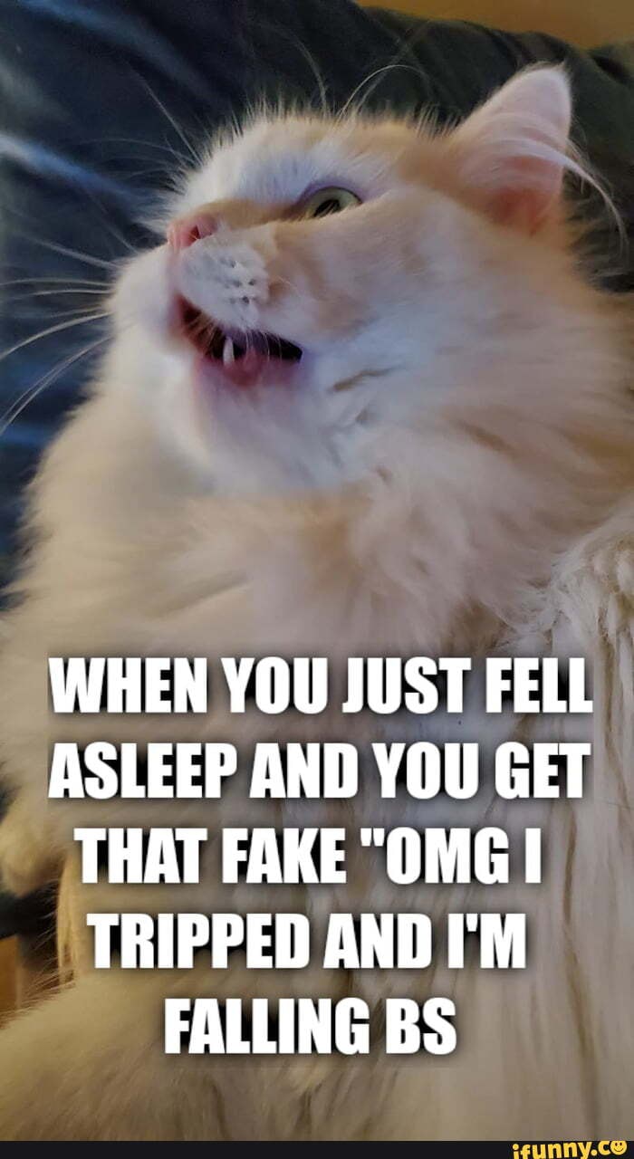 Ragdoll memes. Best Collection of funny Ragdoll pictures on iFunny