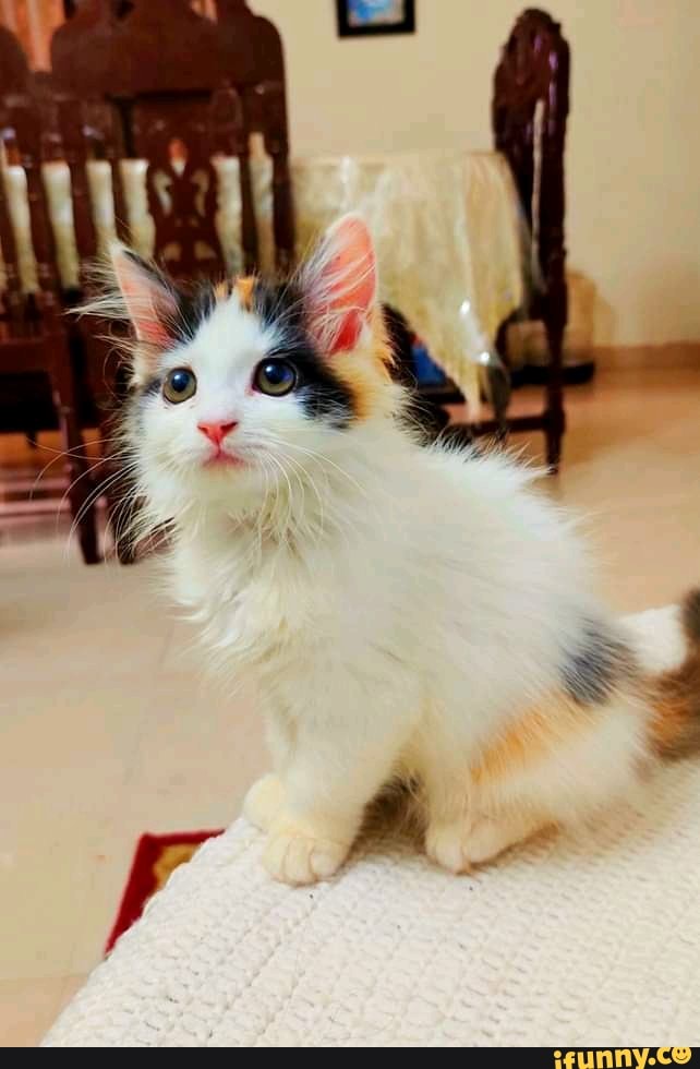 Puchi memes. Best Collection of funny Puchi pictures on iFunny