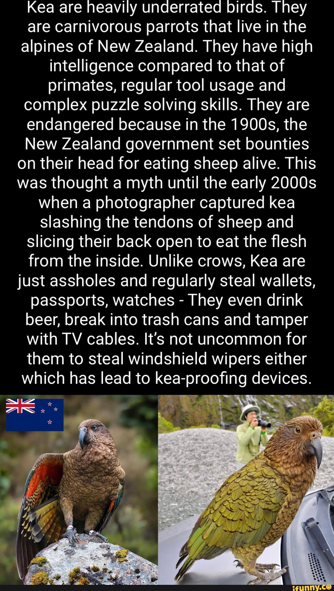 Kea are heavily underrated birds. They are Carnivorous parrots that ...