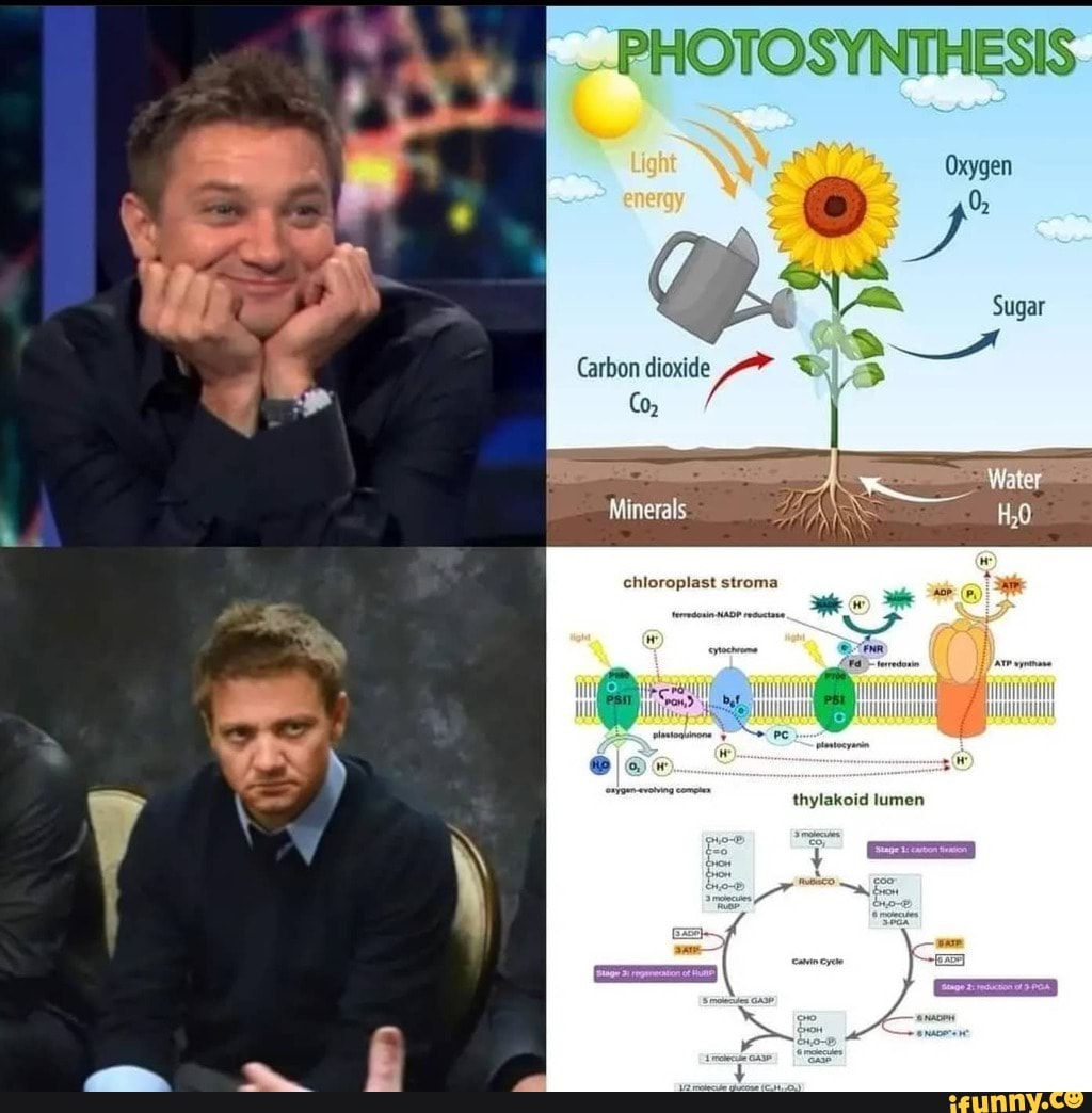 PHOTOSYNTHESIS Light Oxygen Sugar Water energy Carbon dioxide Co ...