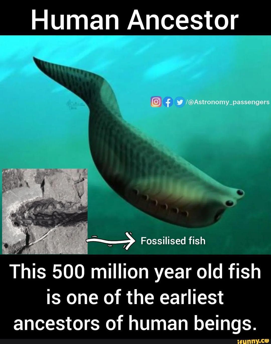 Human Ancestor /@Astronomy passengers Fossilised fish This 500 million ...