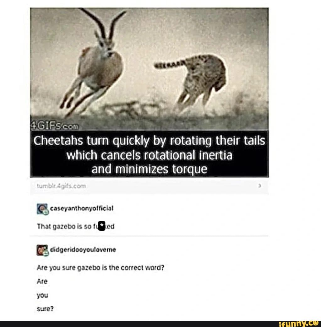 4GIEScon Cheetahs turn quickly by rotating their tails which cancels ...
