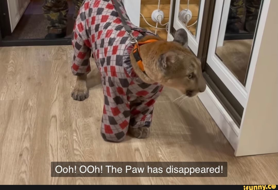 Plinka memes. Best Collection of funny Plinka pictures on iFunny