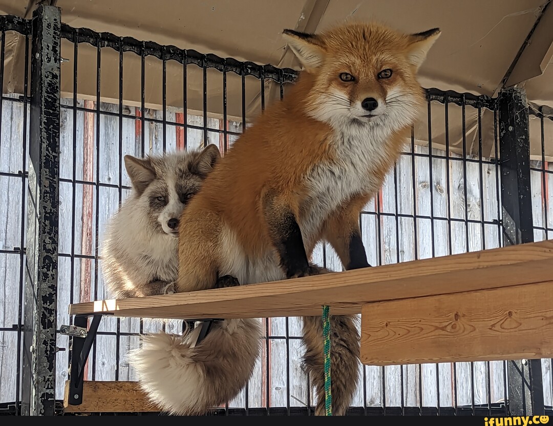 Tfm_jade memes. Best Collection of funny Tfm_jade pictures on iFunny