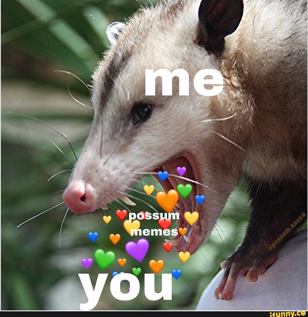 Possum memes you - iFunny