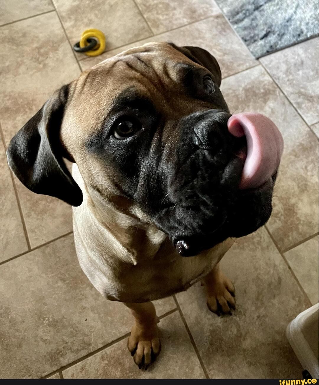 Bullmastiff memes. Best Collection of funny Bullmastiff pictures on iFunny