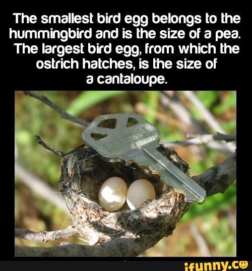 Hummingbird Egg Size Comparison