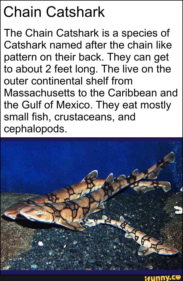 Chain Catshark The Chain Catshark is a species of Catshark named after ...