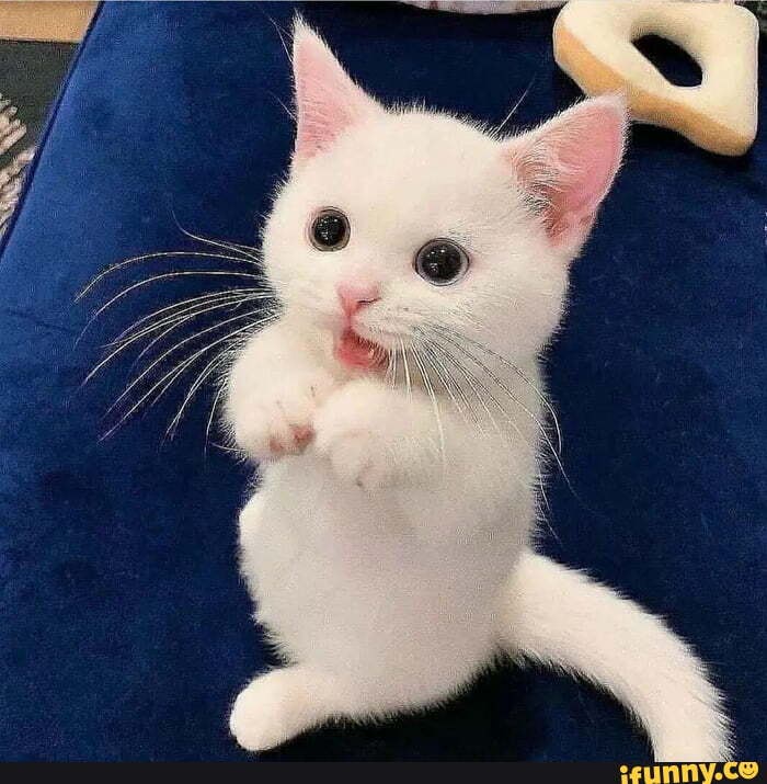 Mewling memes. Best Collection of funny Mewling pictures on iFunny