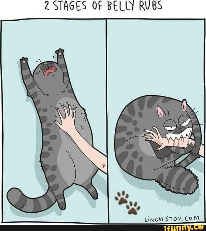STAGES OF BELLY RUBS Ling STov. CoM - iFunny