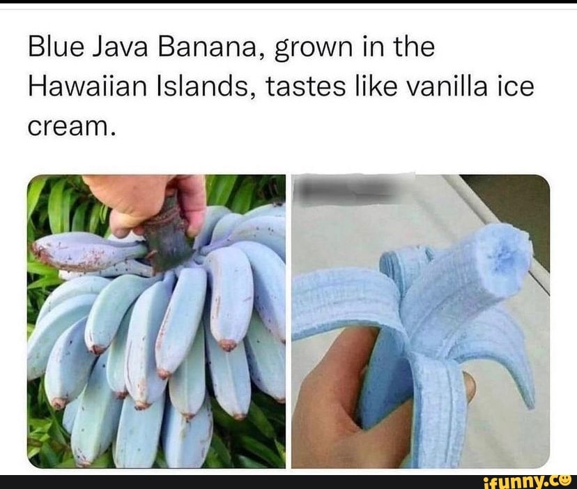 Blue Java Banana, grown in the Hawaiian Islands, tastes like vanilla ...