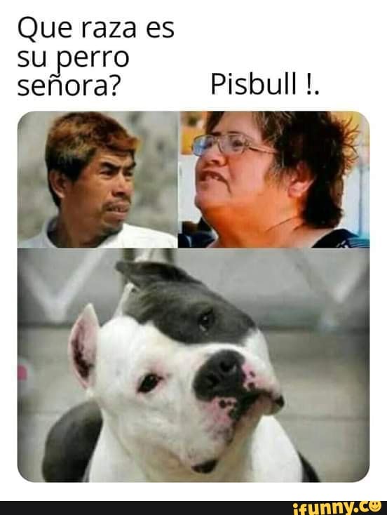 Pisbull memes. Best Collection of funny Pisbull pictures on iFunny