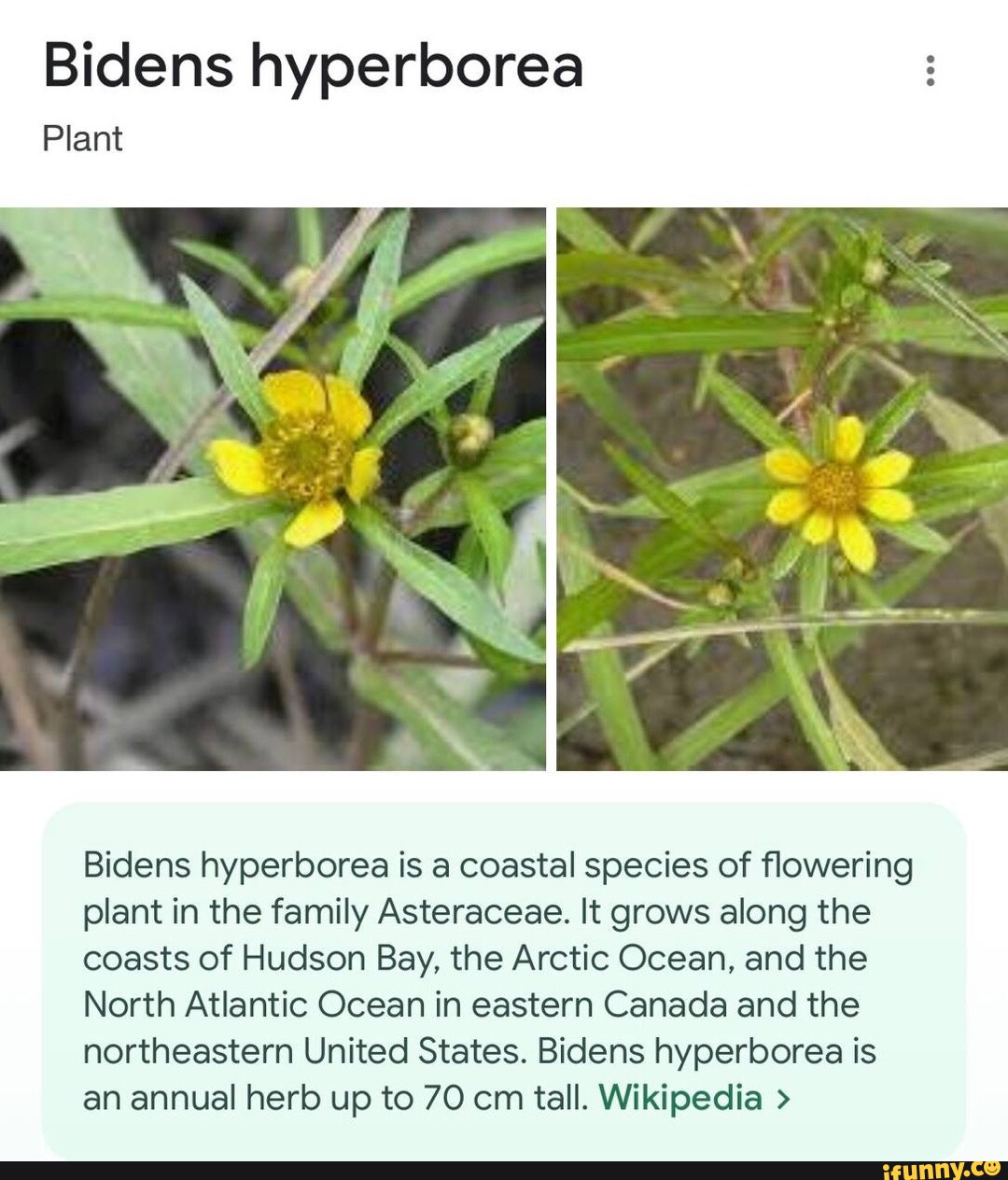 Bidens hyperborea Plant Bidens hyperborea is a coastal species of ...