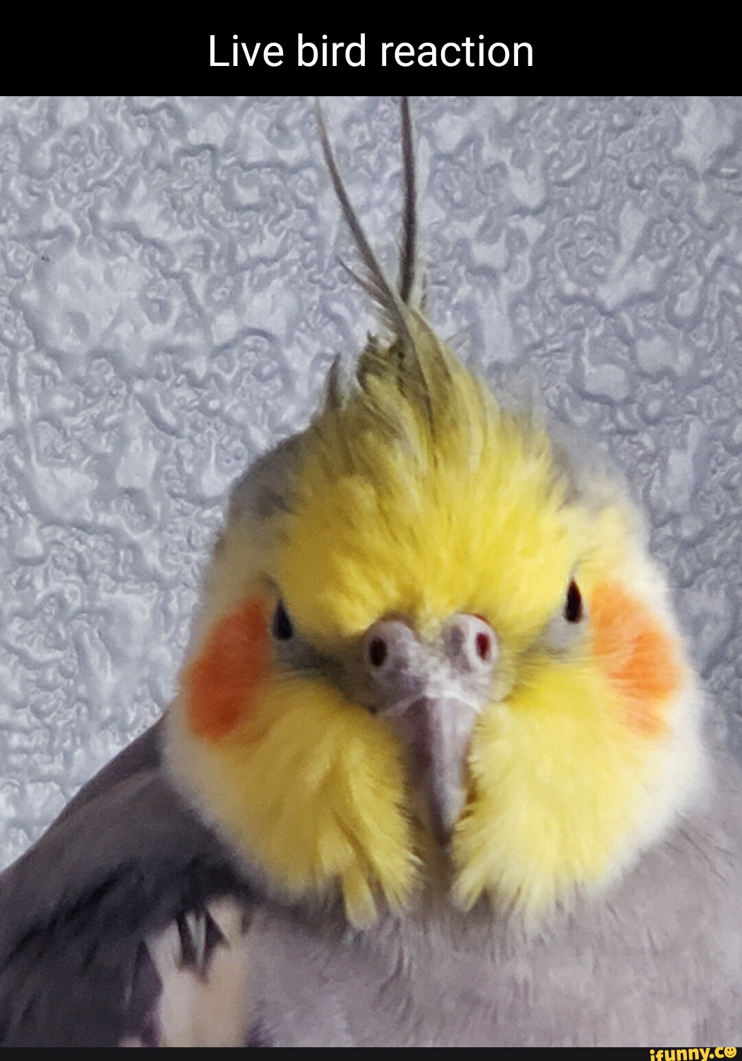 Live bird reaction - iFunny