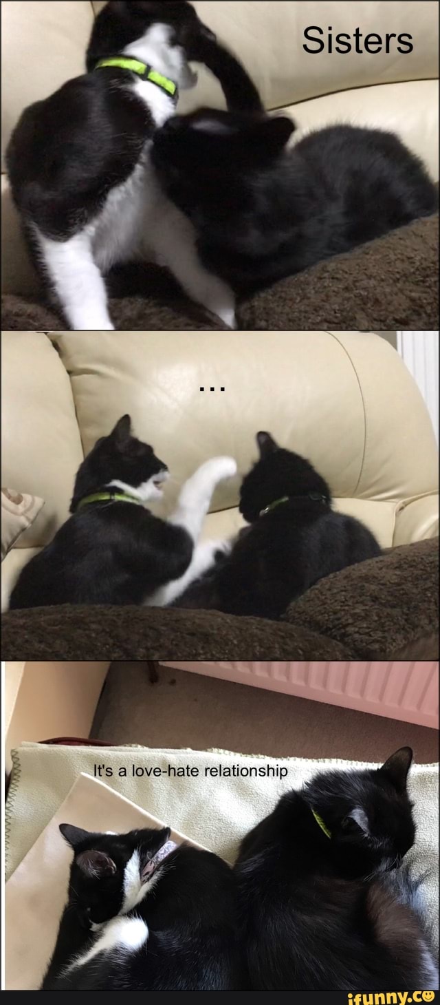 Sistercats memes. Best Collection of funny Sistercats pictures on iFunny
